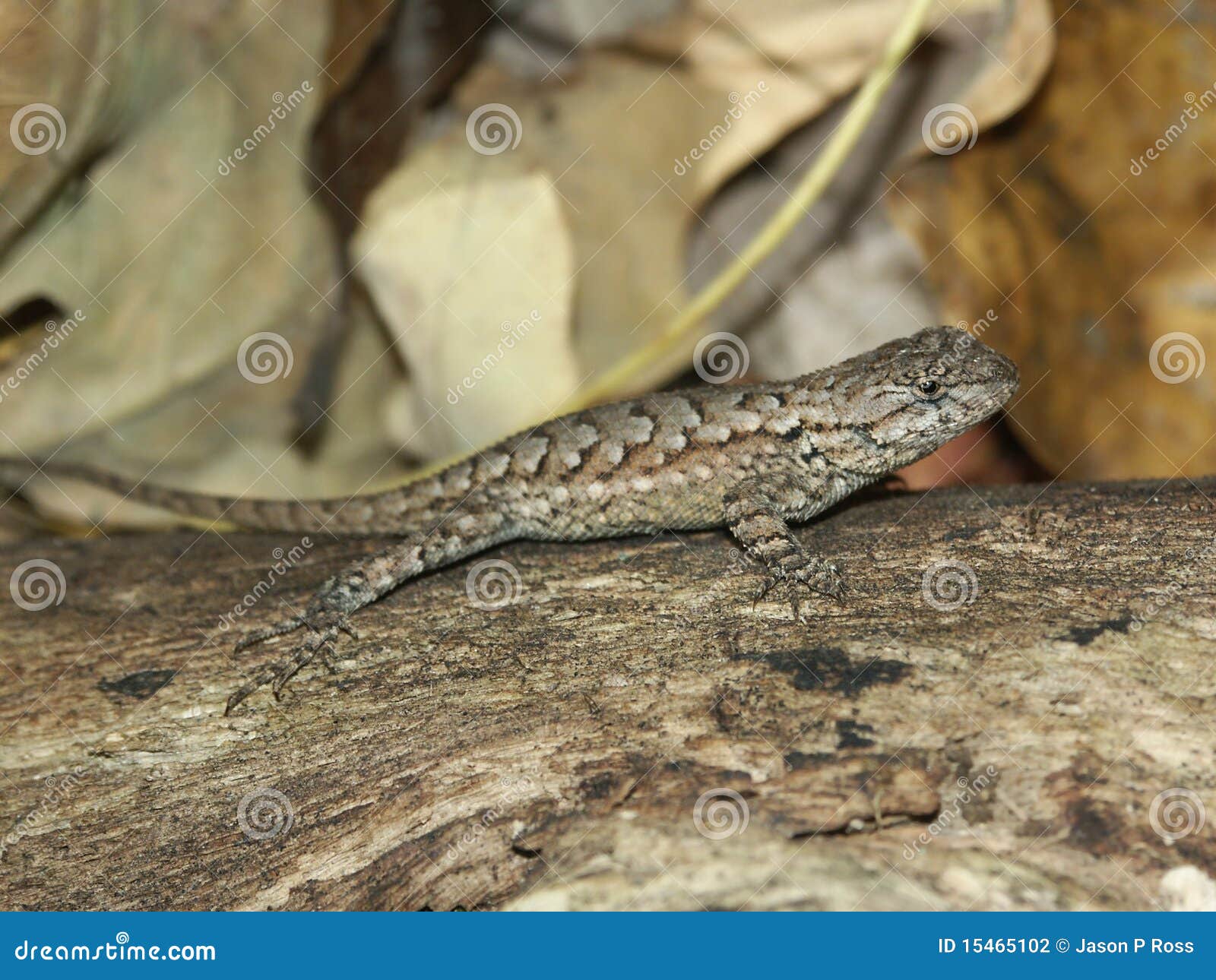 Fence Lizard On A Stump Stock Photography | CartoonDealer.com #101528612