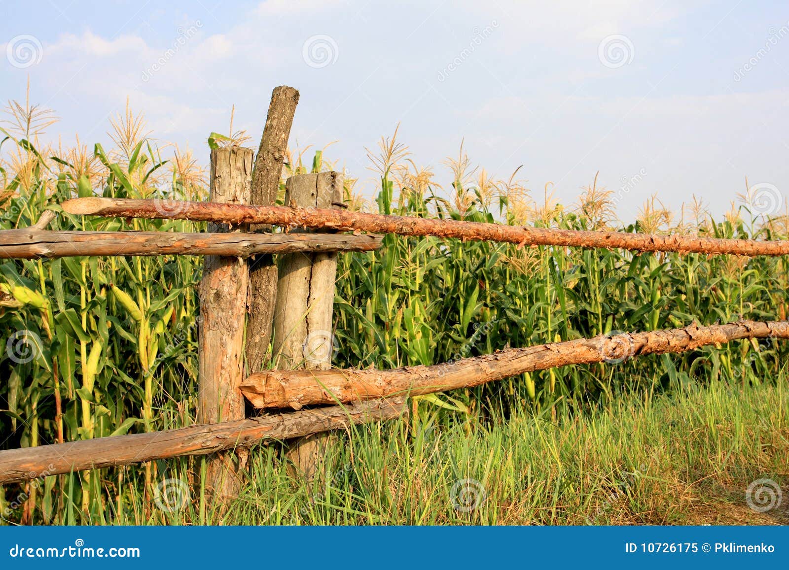 Fence near corn field stock image. Image of outdoor, farmland - 10726175