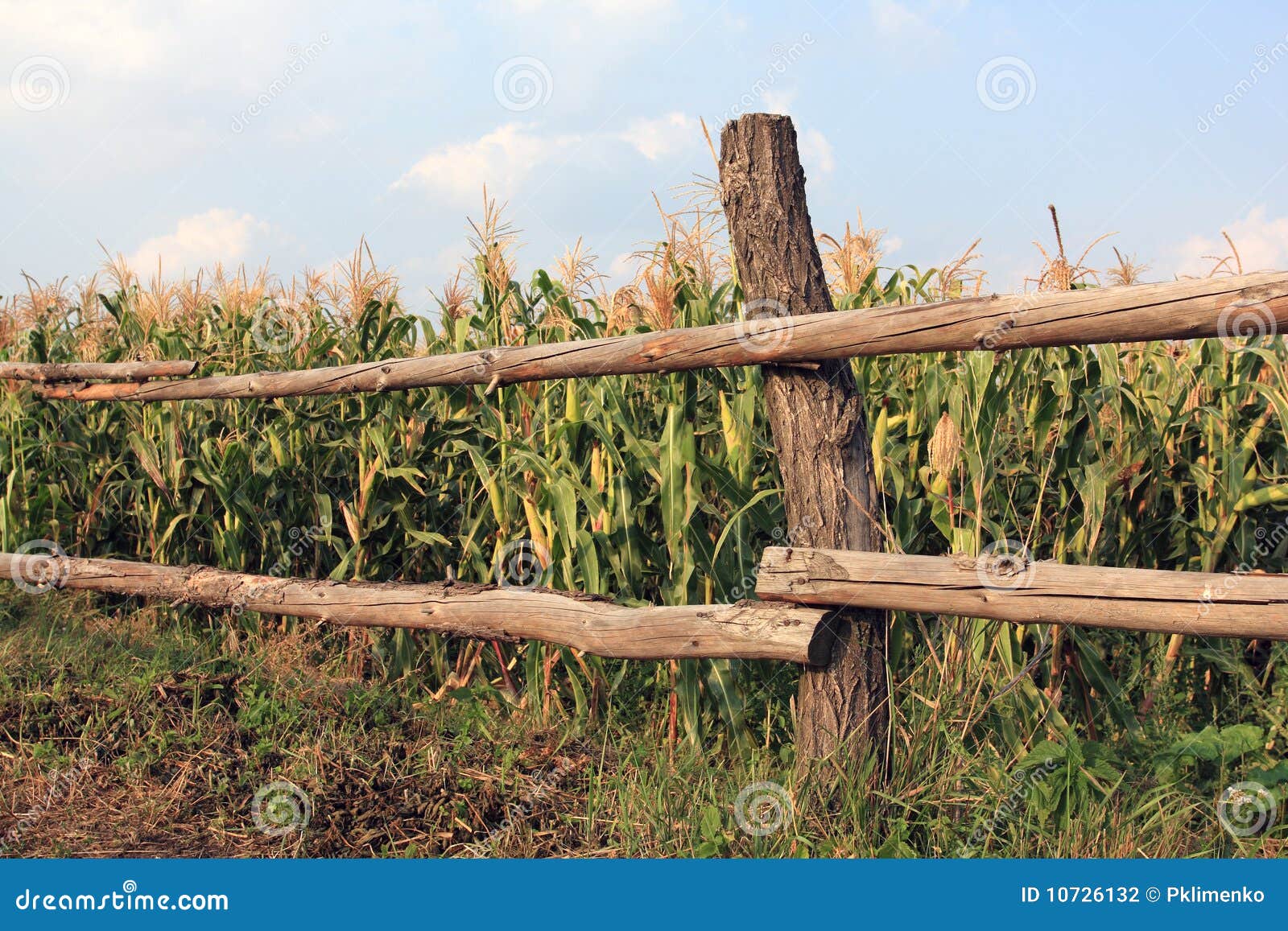 Fence near corn fild stock photo. Image of cornfield - 10726132