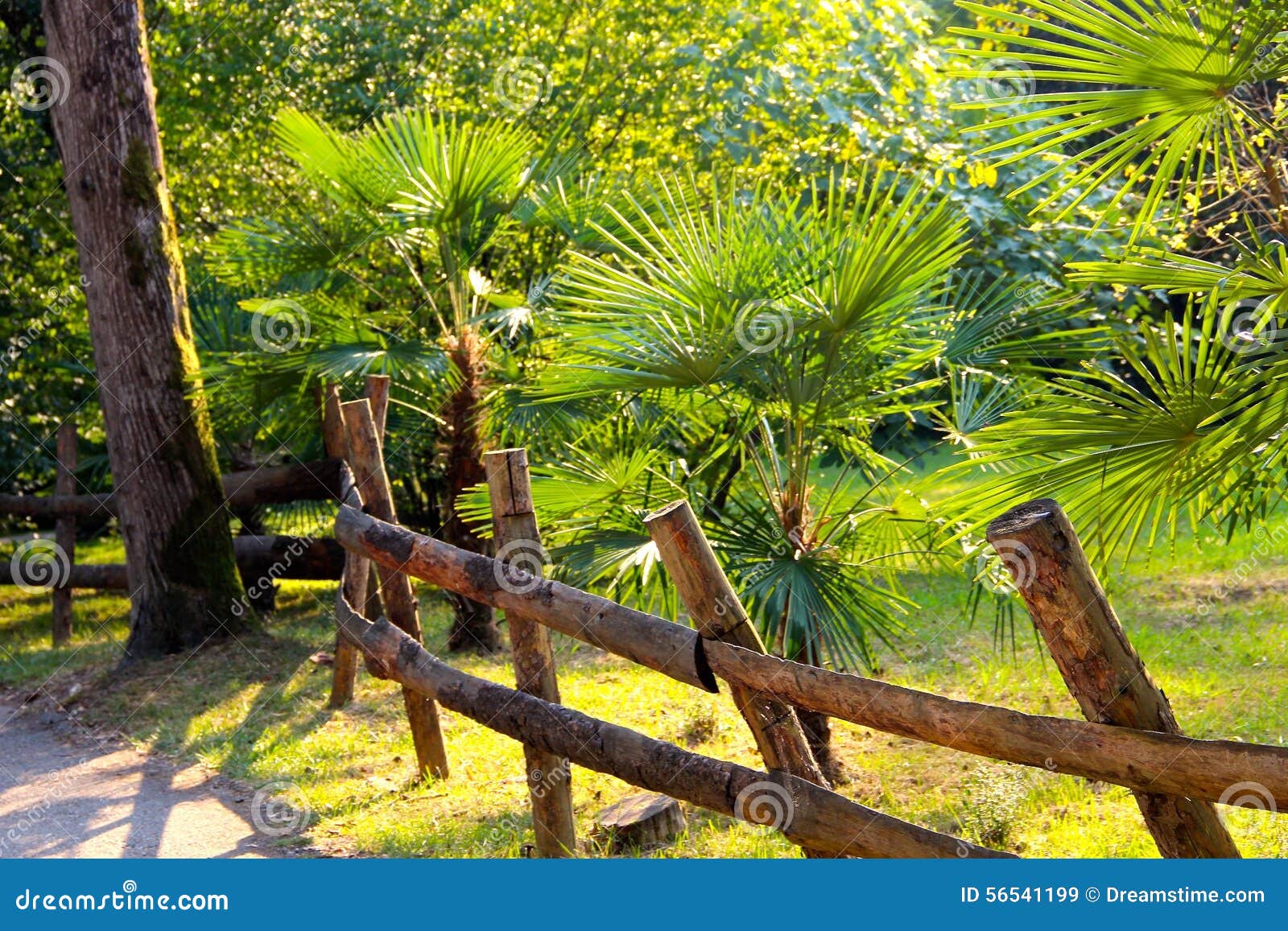 Fence and Palm trees stock image. Image of summer, plants - 56541199