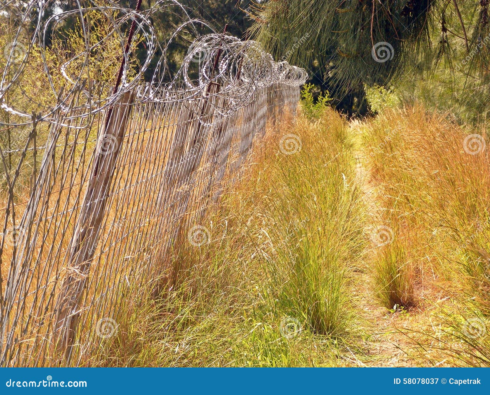 Fence and path stock image. Image of trees, security - 58078037