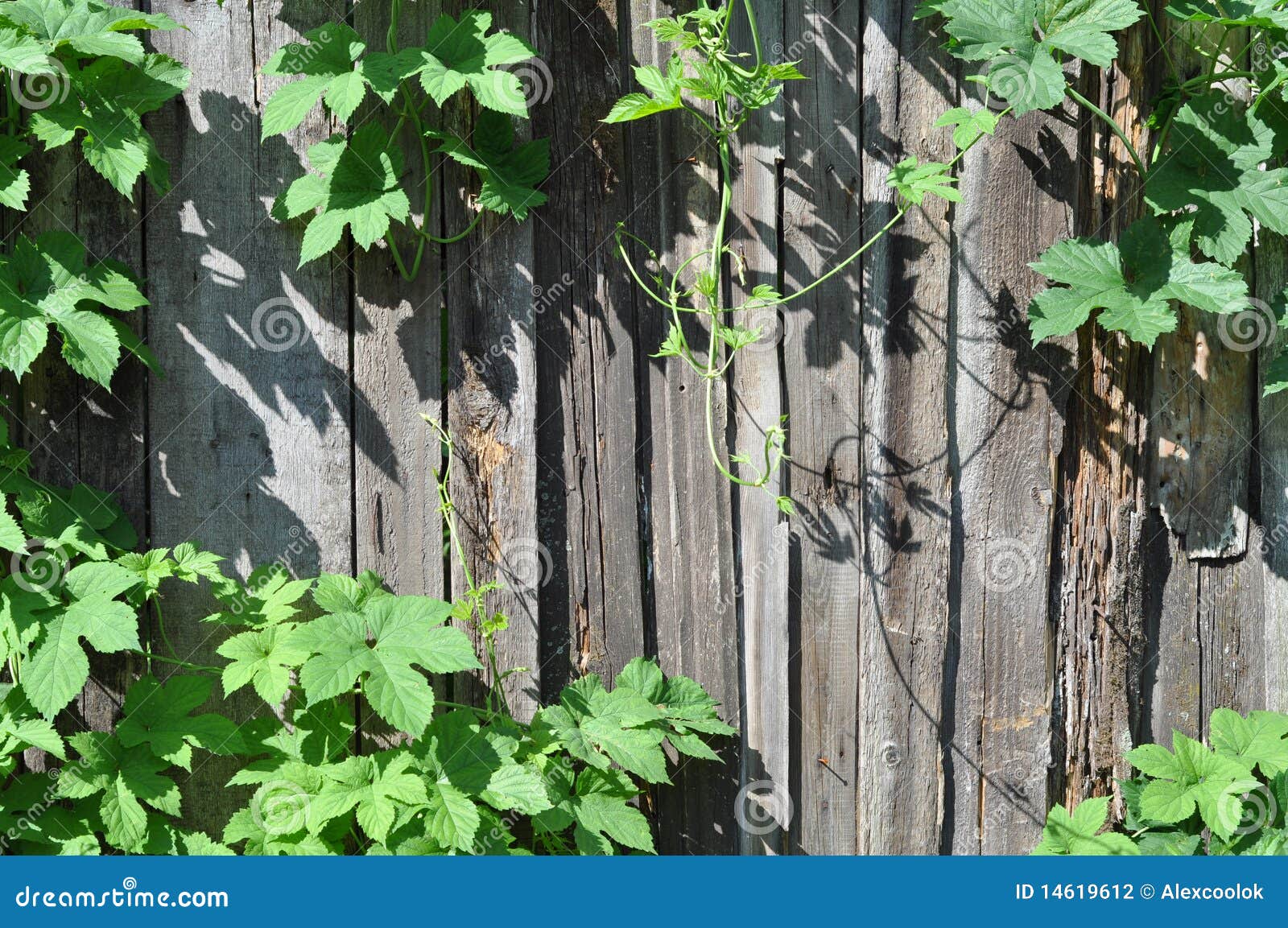 652 Hop Fence Stock Photos - Free & Royalty-Free Stock Photos from ...