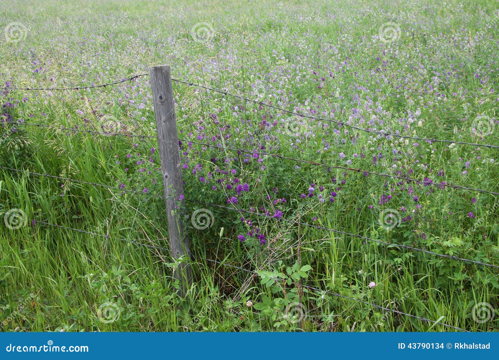 Fence Post with Barbed Wire Around Clover Field Stock Photo - Image of ...