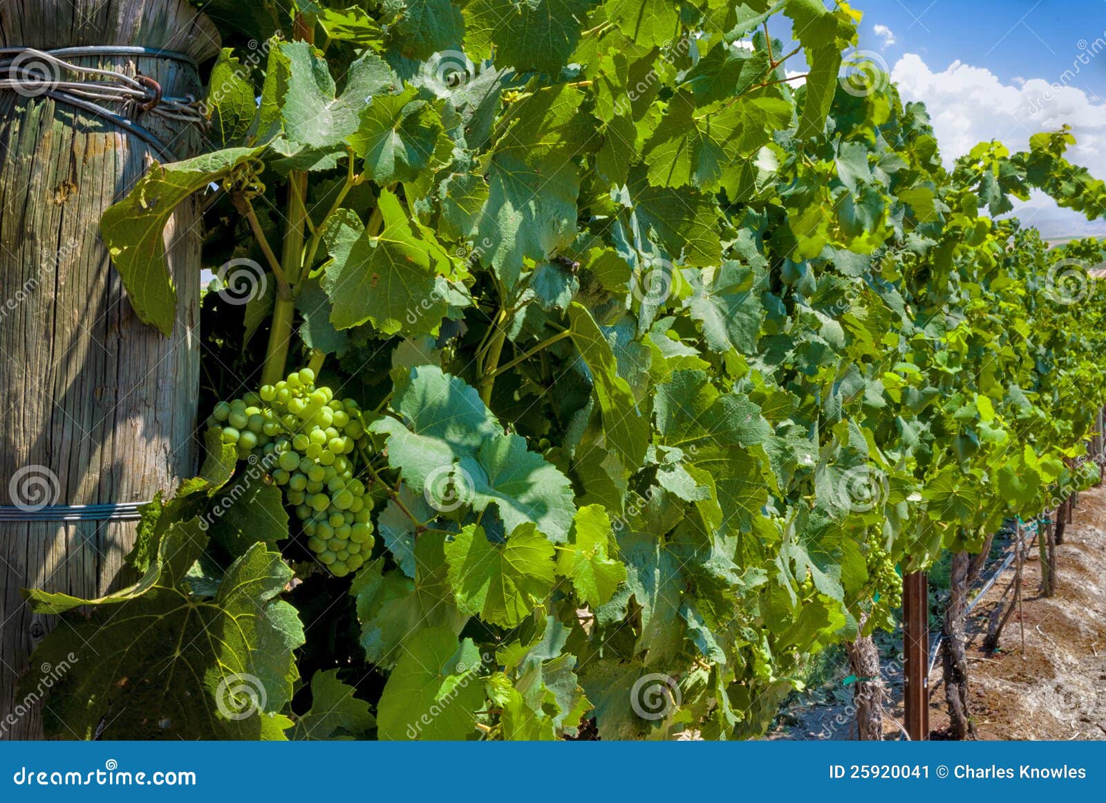Fence Post and Grape vines stock image. Image of brown - 25920041