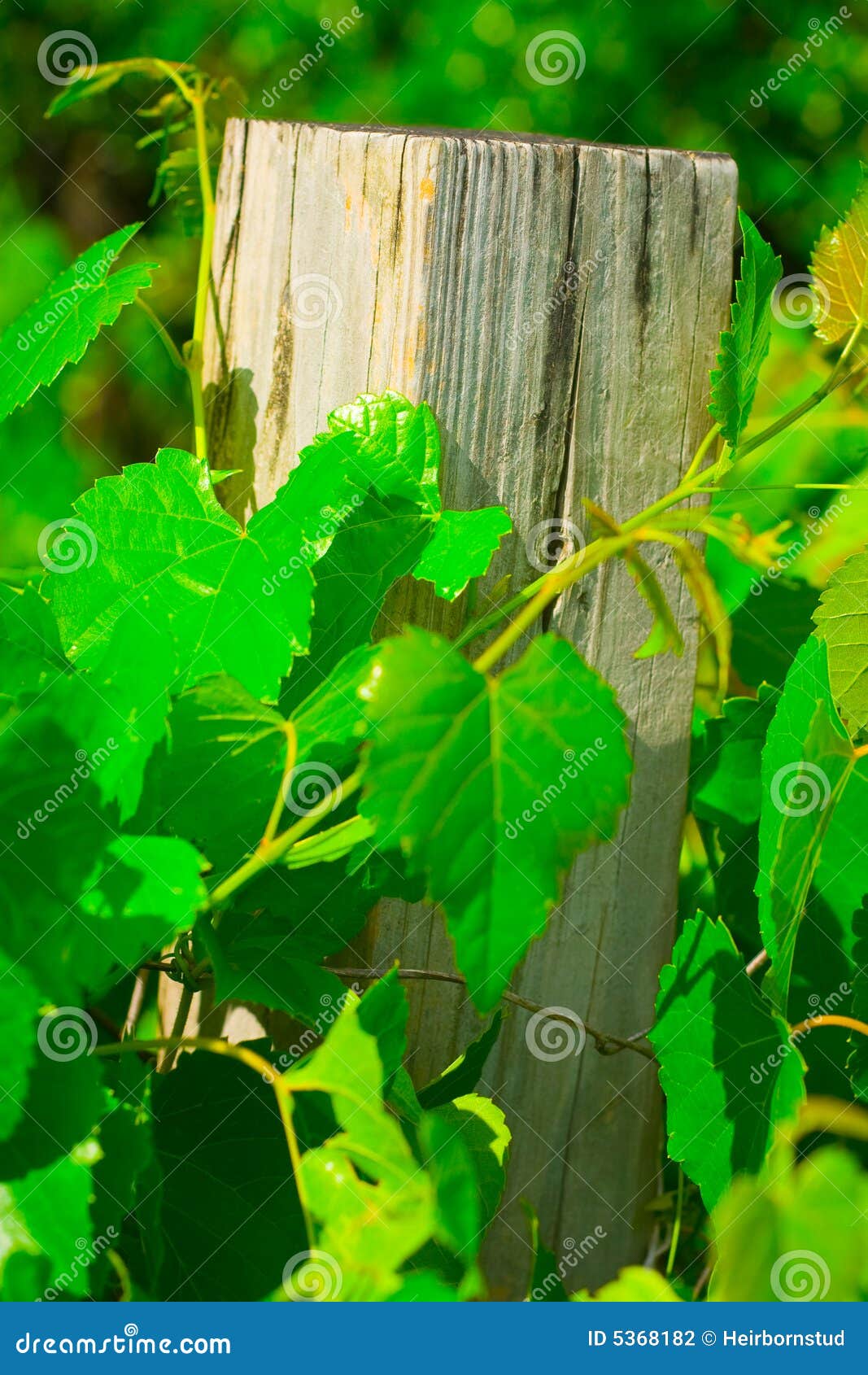 Overgrown, Invasive Star Fruit Plant With Rampant Spreading Royalty ...