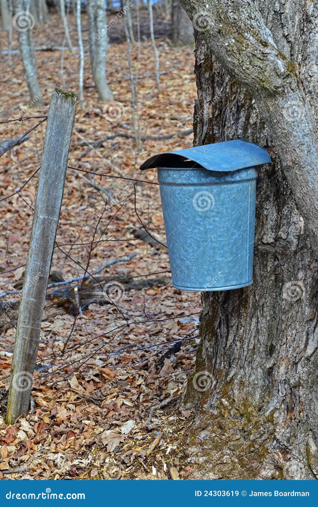 Fence post and sap bucket stock image. Image of skies - 24303619