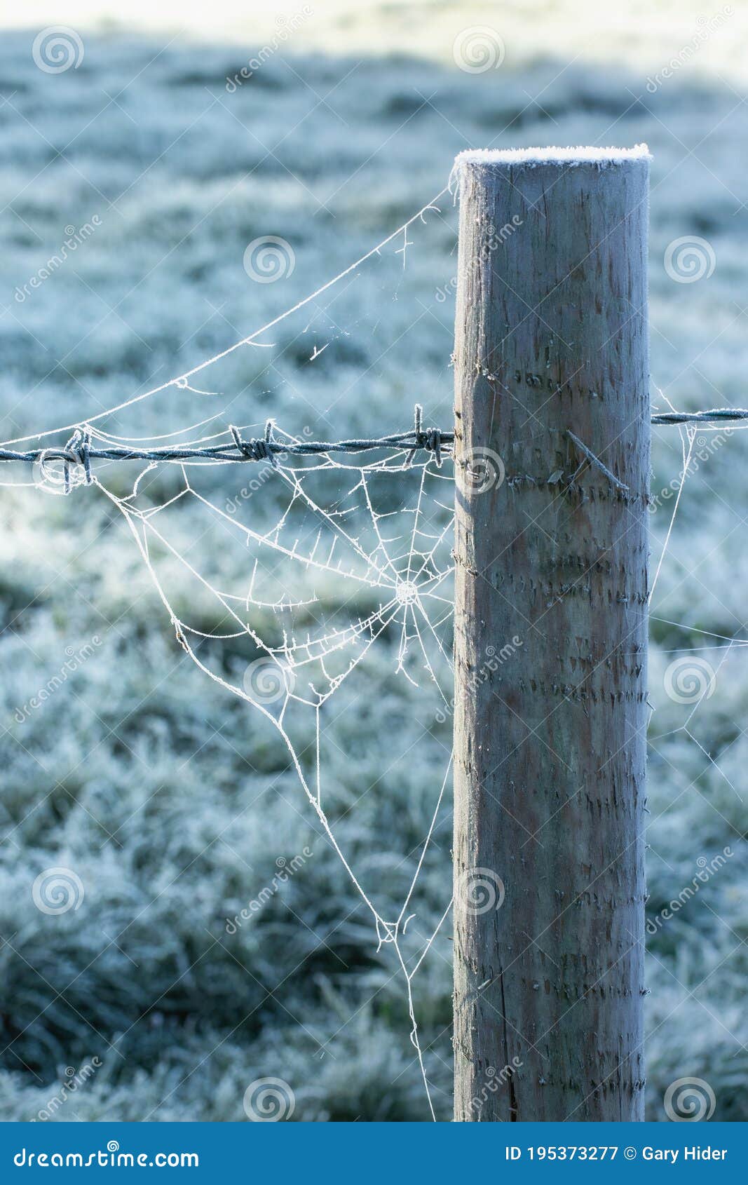 A Fence Post with a Spider Web or Cobweb that Has Been Frozen on a ...