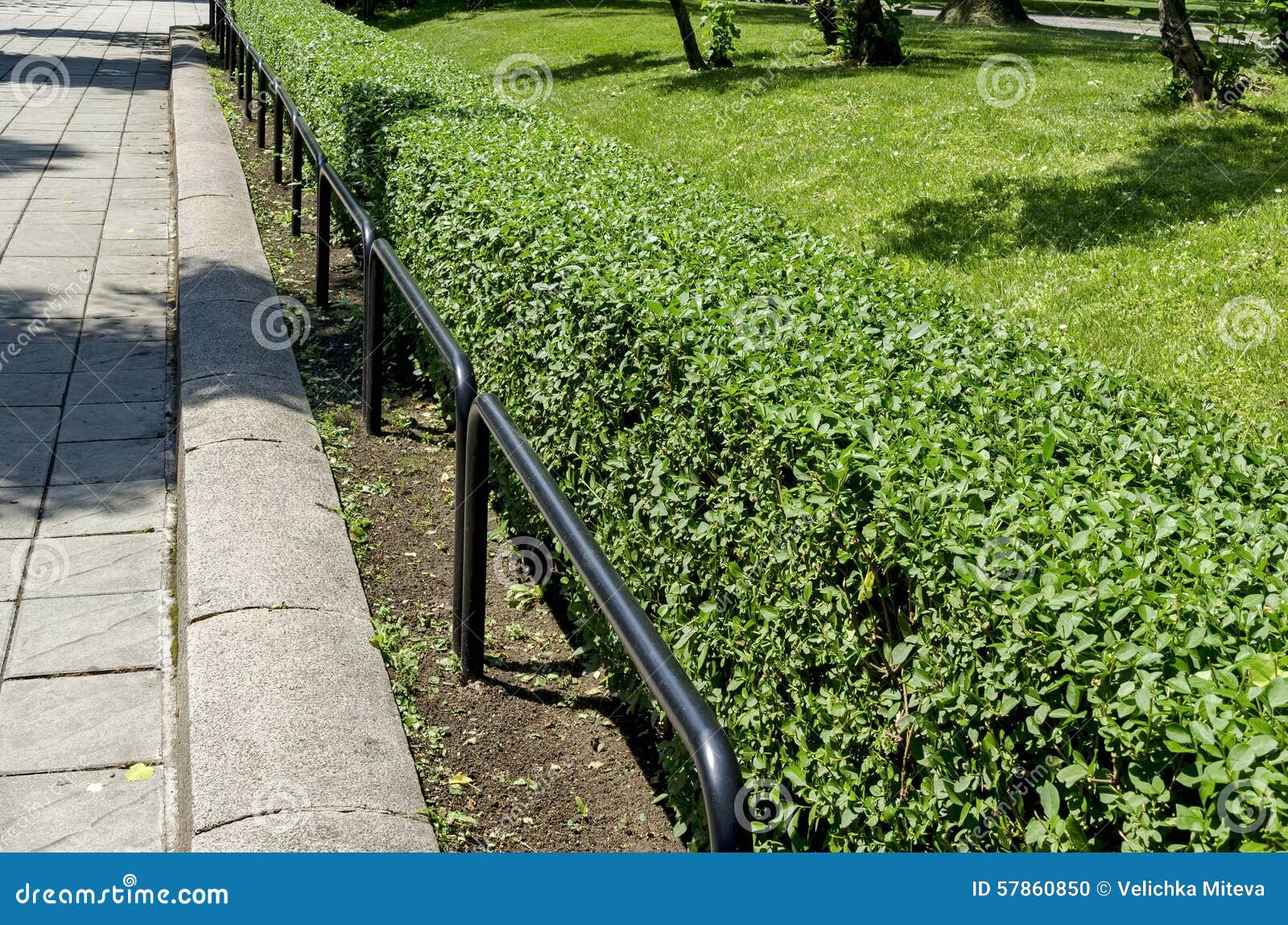 Fence of Quickset or Hedge and Iron Pipe in the Park Stock Photo ...