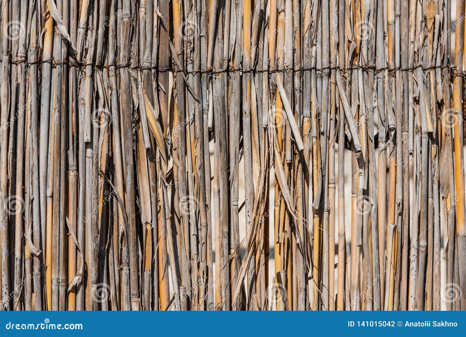 Fence of reeds close-up stock photo. Image of cane, grass - 141015042