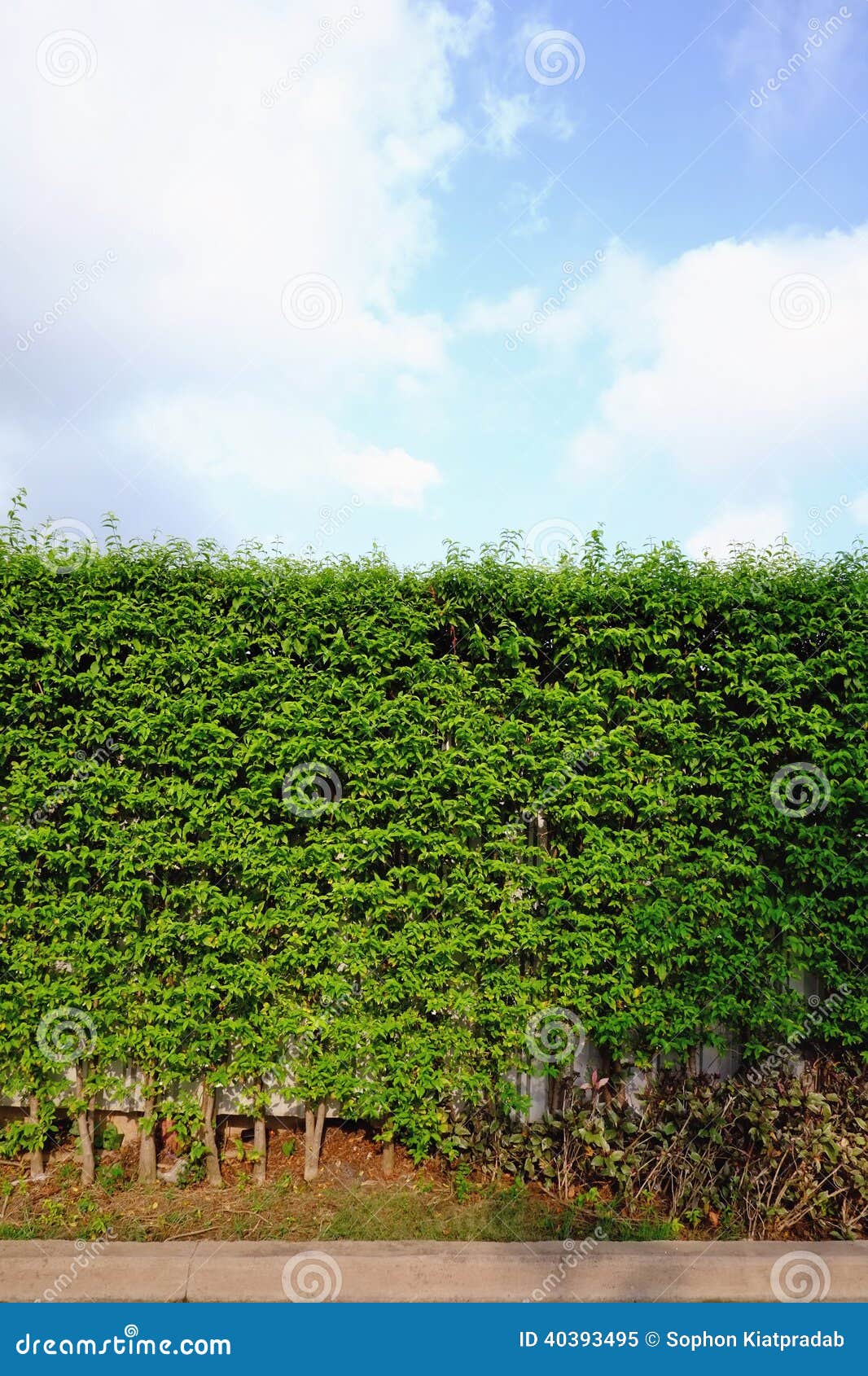 Fence with Row of Small Tree Stock Image - Image of area, straight ...
