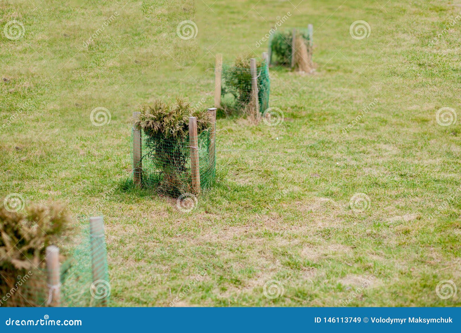 Fence for Seedlings, Young Tree Seedling in the Garden Stock Image ...