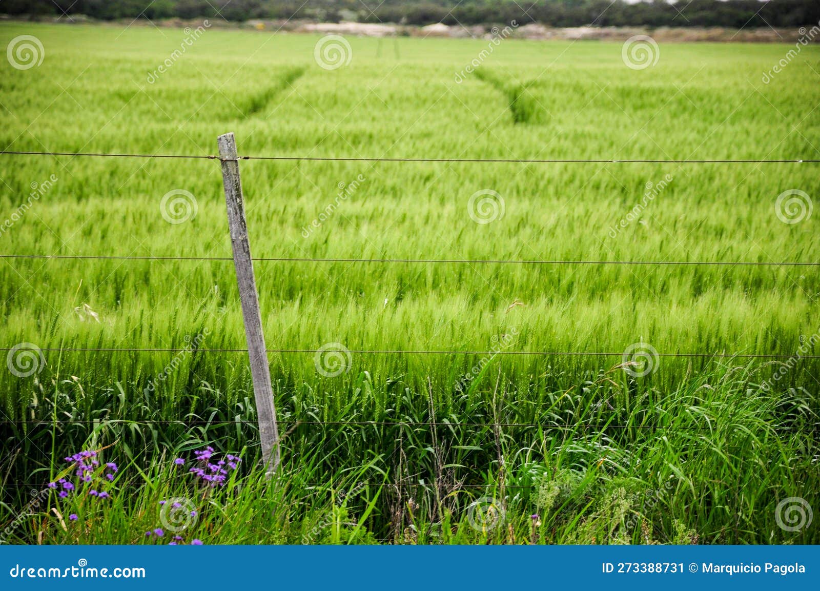 A Fence Separating Fields Planted with Wheat Stock Image - Image of ...