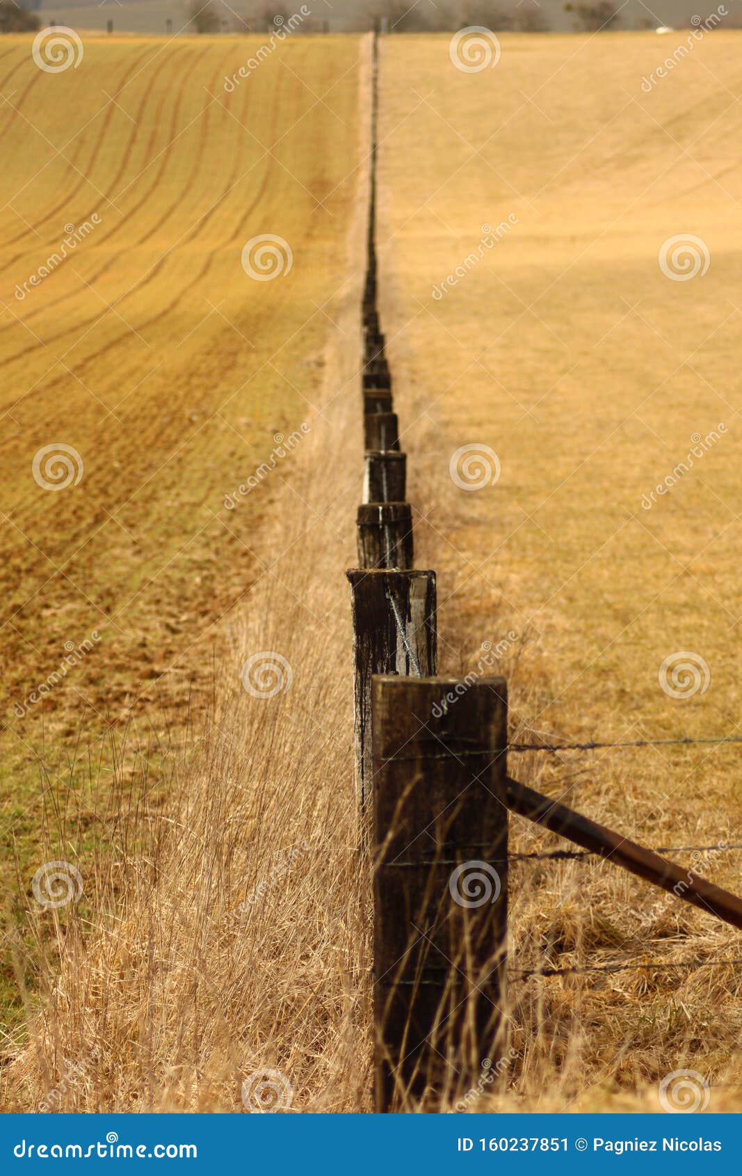 Fence Separating Two Fields, Sprouting Wheat Royalty-Free Stock Photo ...
