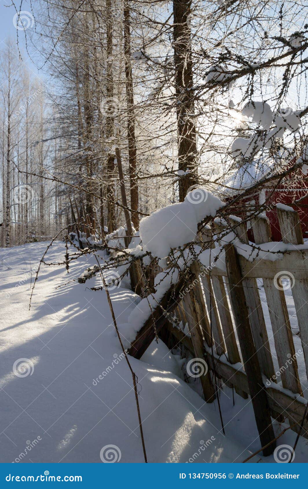 Fence in Snowy Scandinavian Winter Forest Stock Photo - Image of ...