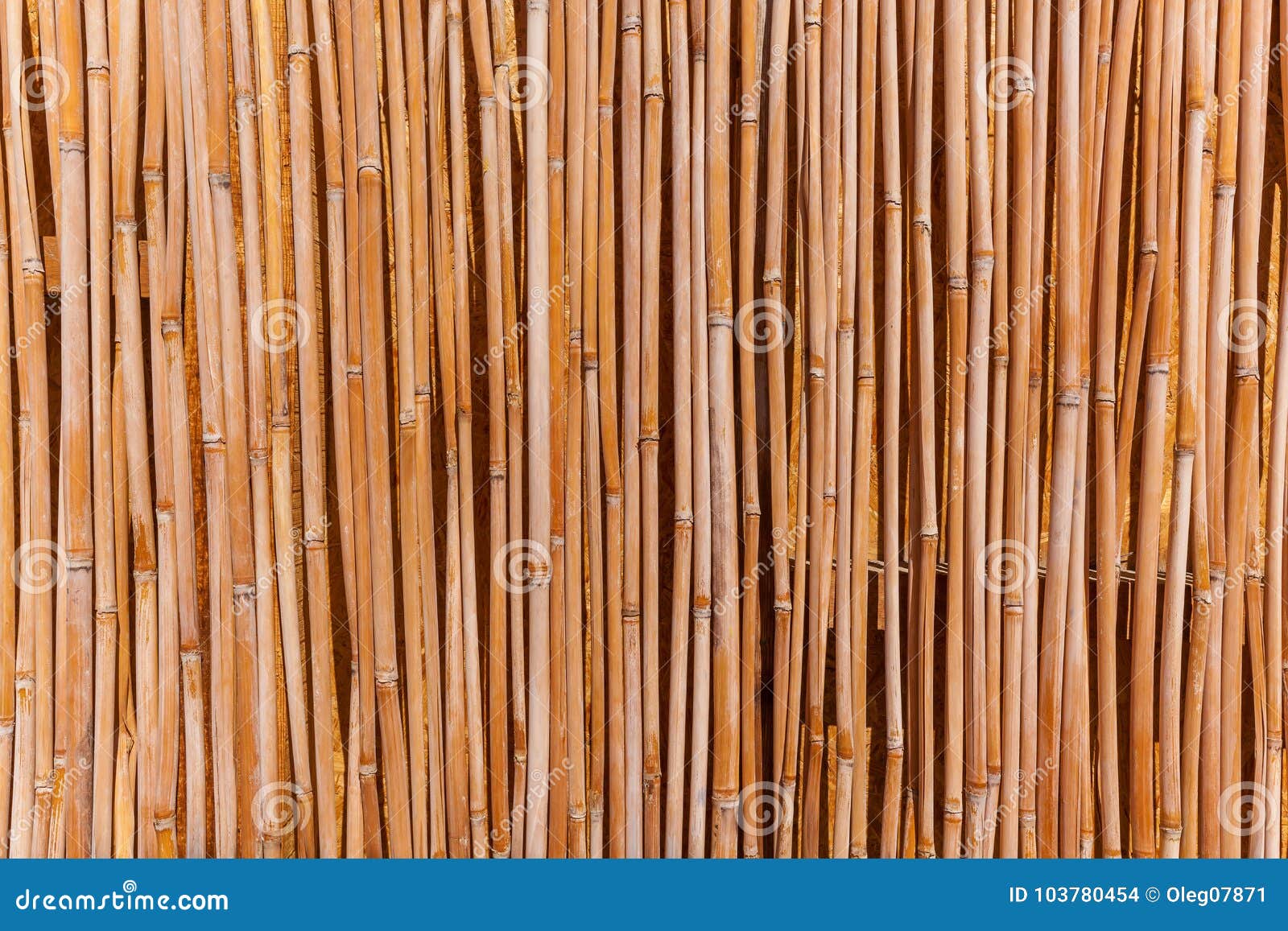 The Fence of the Stalks of Cane Stock Photo - Image of natural ...