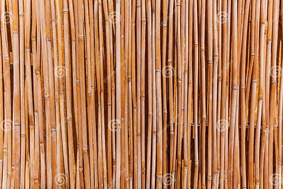 The Fence of the Stalks of Cane Stock Photo - Image of natural ...