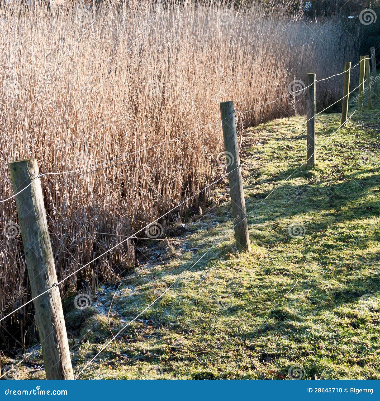 Fence in the Sun stock photo. Image of shadow, reed, post - 28643710