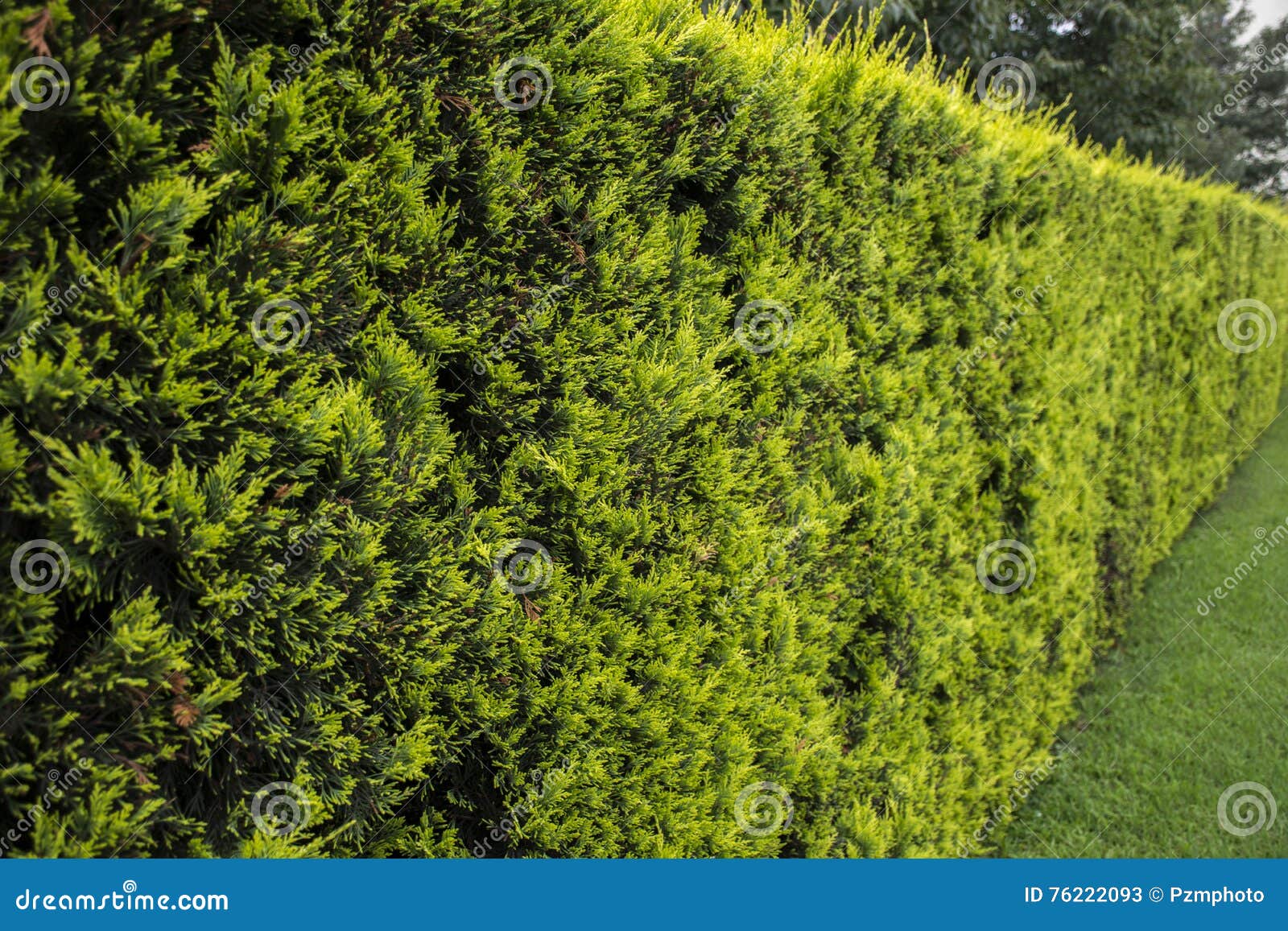 Fence stock image. Image of thuja, thuya, green, tall - 76222093