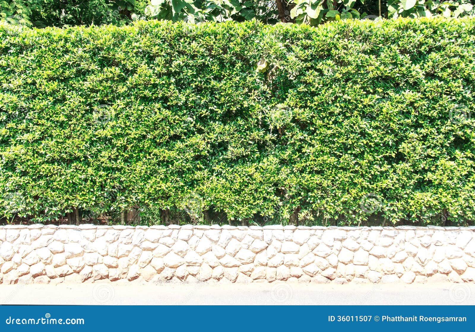 Fence Tree, Shrubbery on Stone Base Stock Image - Image of shrubbery ...