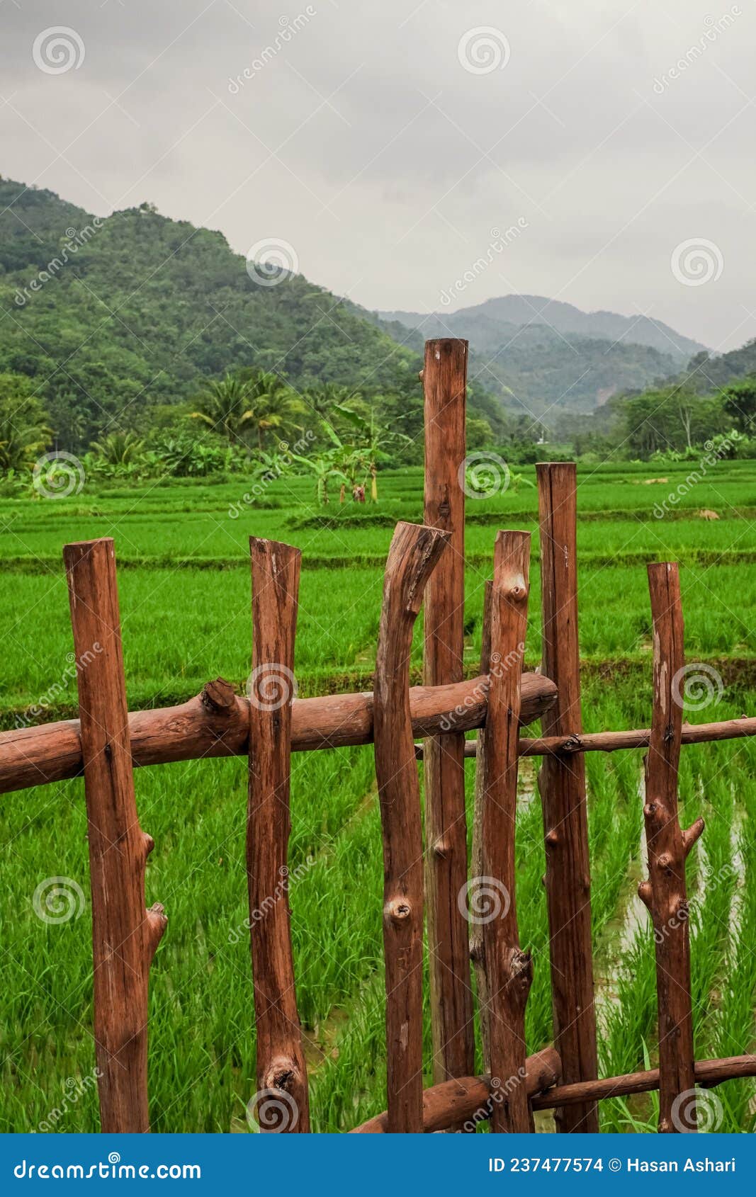 Fence of Tree Trunks with Rice Fields and Mountains in the Background ...
