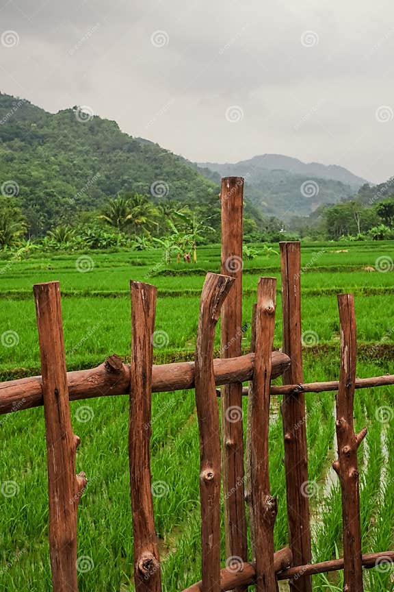 Fence of Tree Trunks with Rice Fields and Mountains in the Background ...