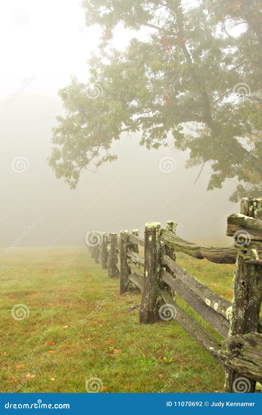 Fence and trees in fog stock photo. Image of autumn, light - 11070692