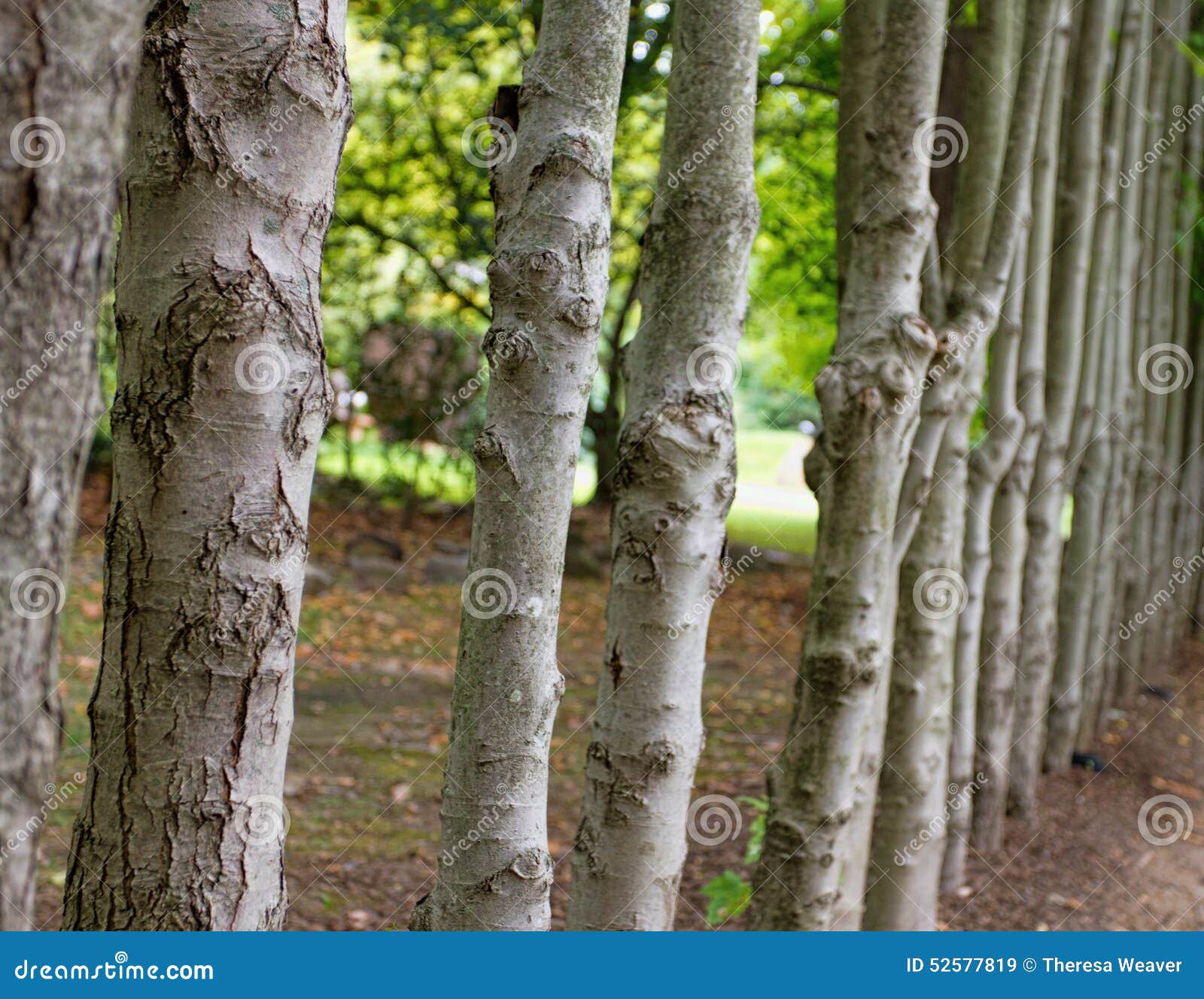 Fence of Trees stock image. Image of form, privacy, fence - 52577819