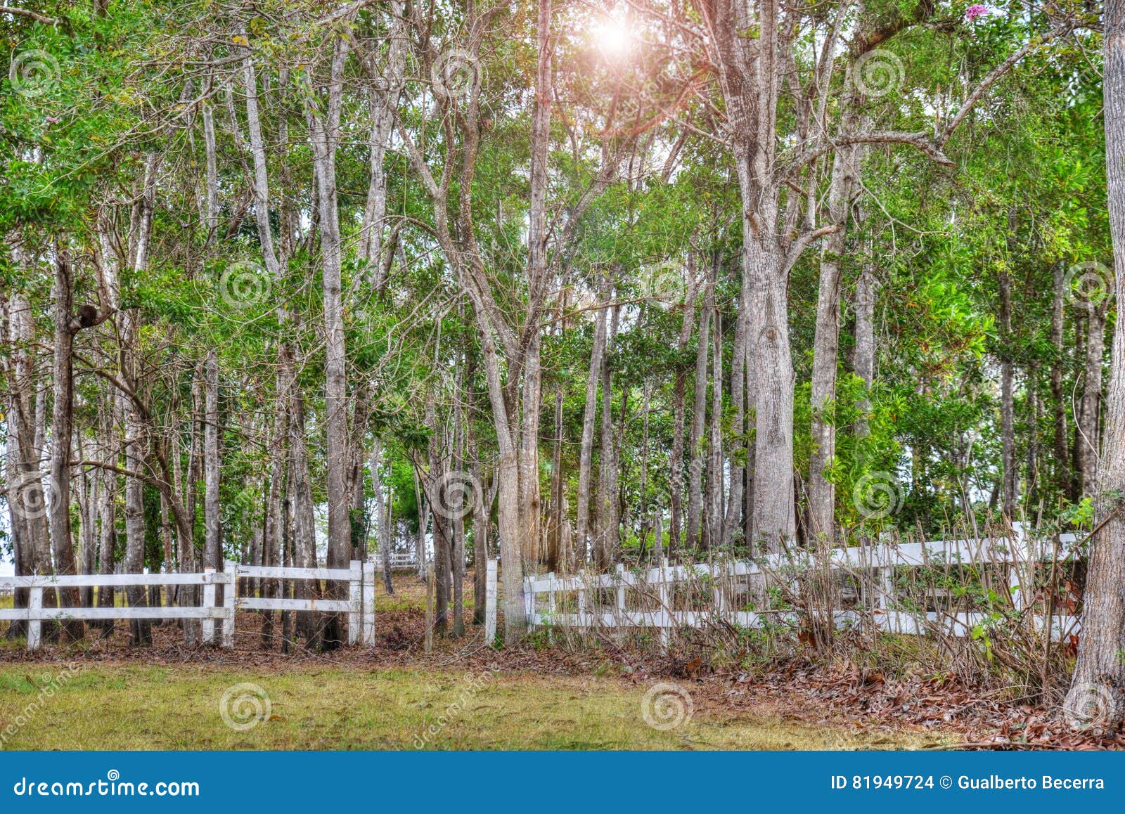 Fence and trees stock photo. Image of nature, natural - 81949724
