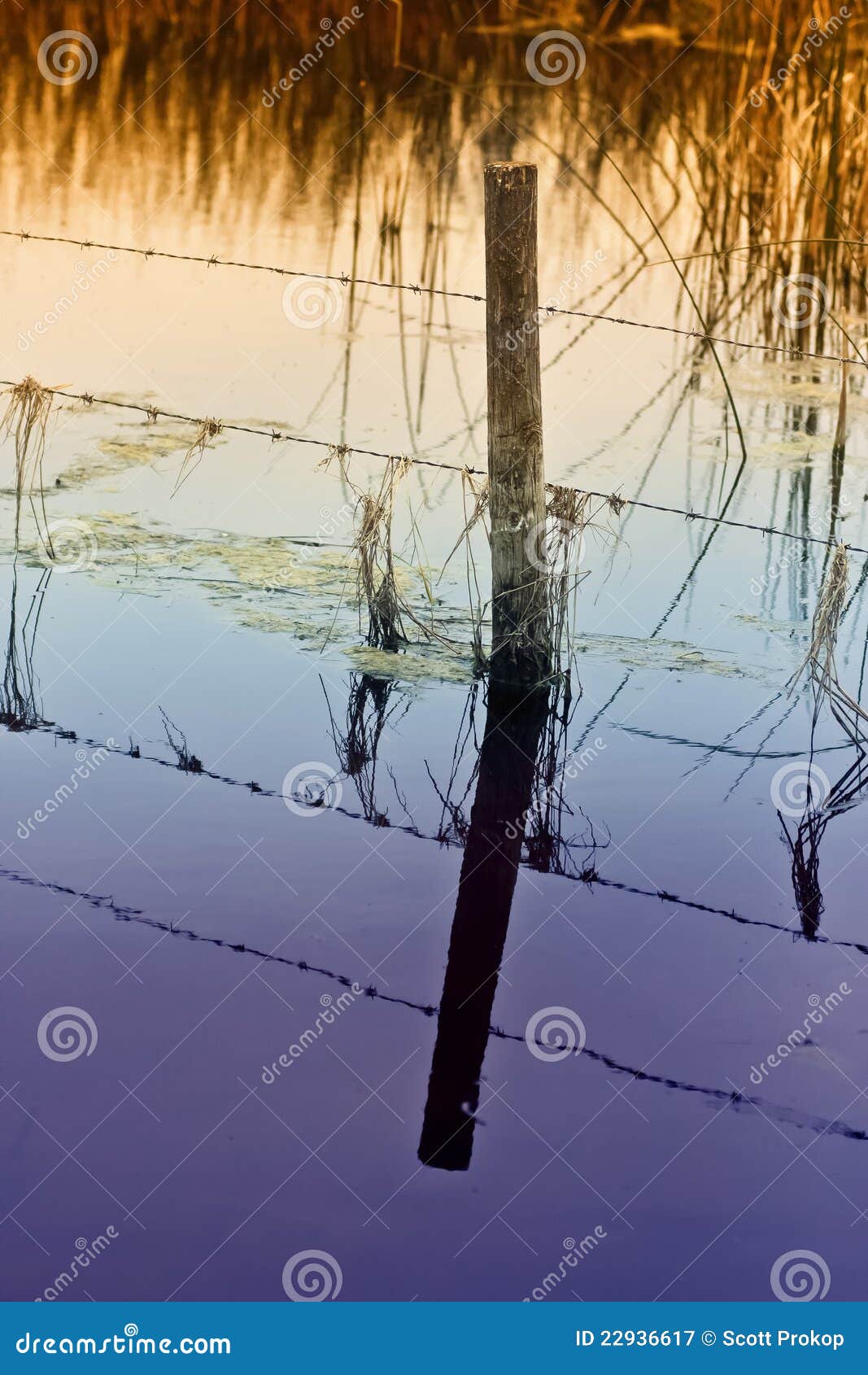 Fence Under Water stock image. Image of rural, wire, nature - 22936617
