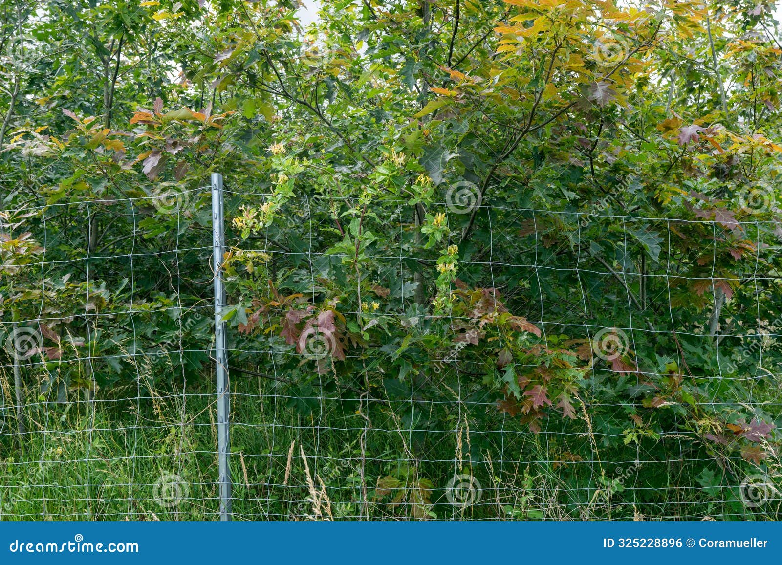 Fenced-in Forest with Young Deciduous Trees Stock Photo - Image of ...