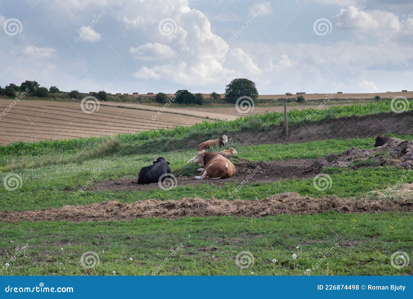 Fenced Enclosure for Animals in the Countryside. There are Cows, Bulls ...