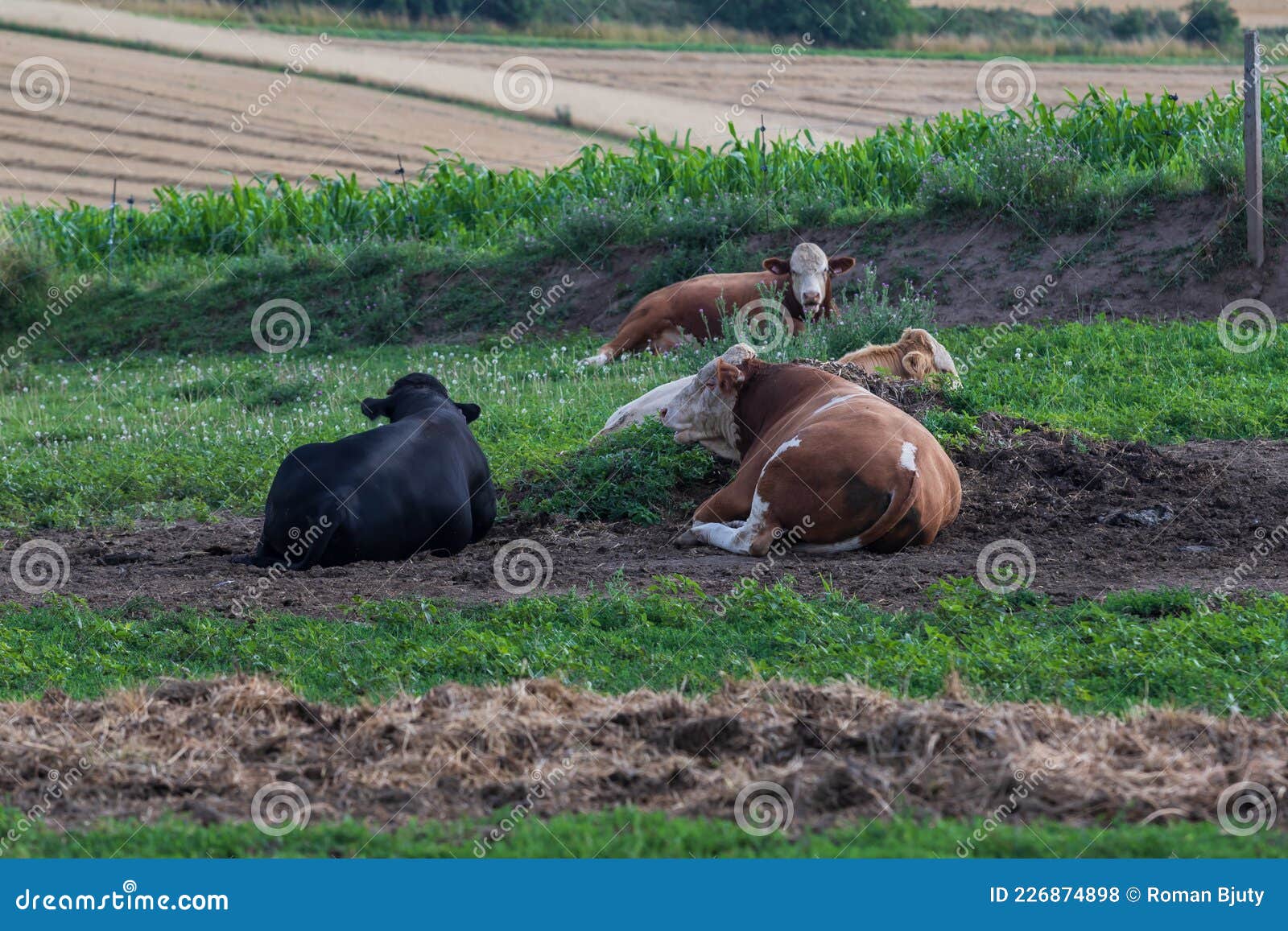 Fenced Enclosure for Animals in the Countryside. There are Cows, Bulls ...