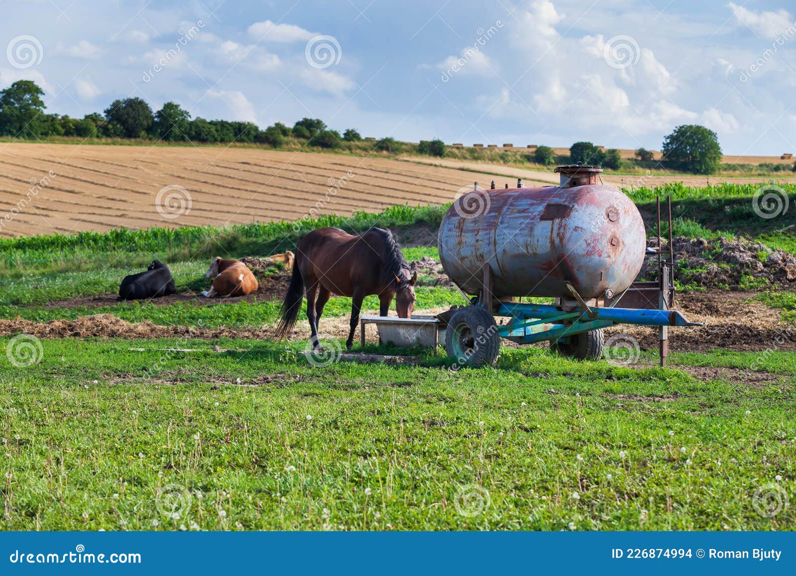 Fenced Enclosure for Animals in the Countryside. There are Cows, Bulls ...