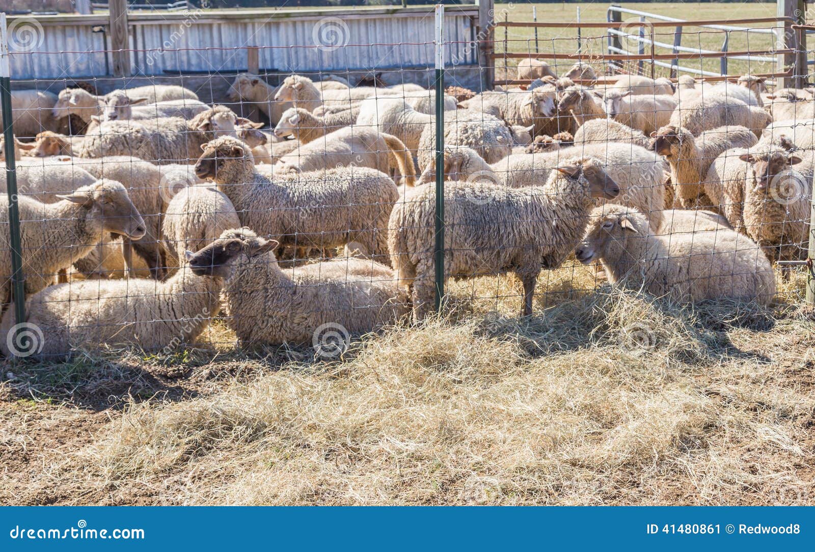 Fenced Flock of Sheep. stock image. Image of intact, ranch - 41480861