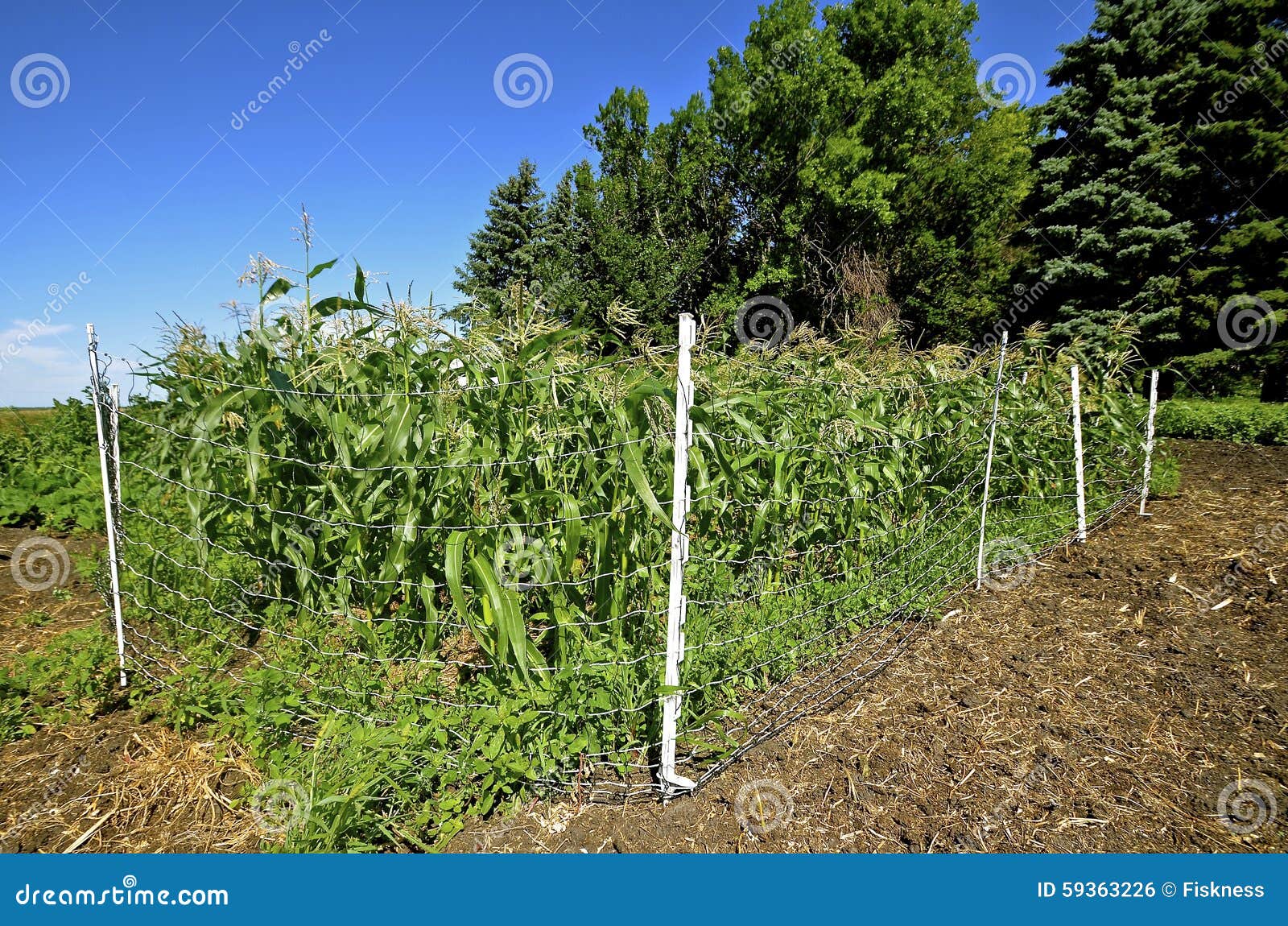 Fenced in Indian Corn stock photo. Image of season, wire - 59363226