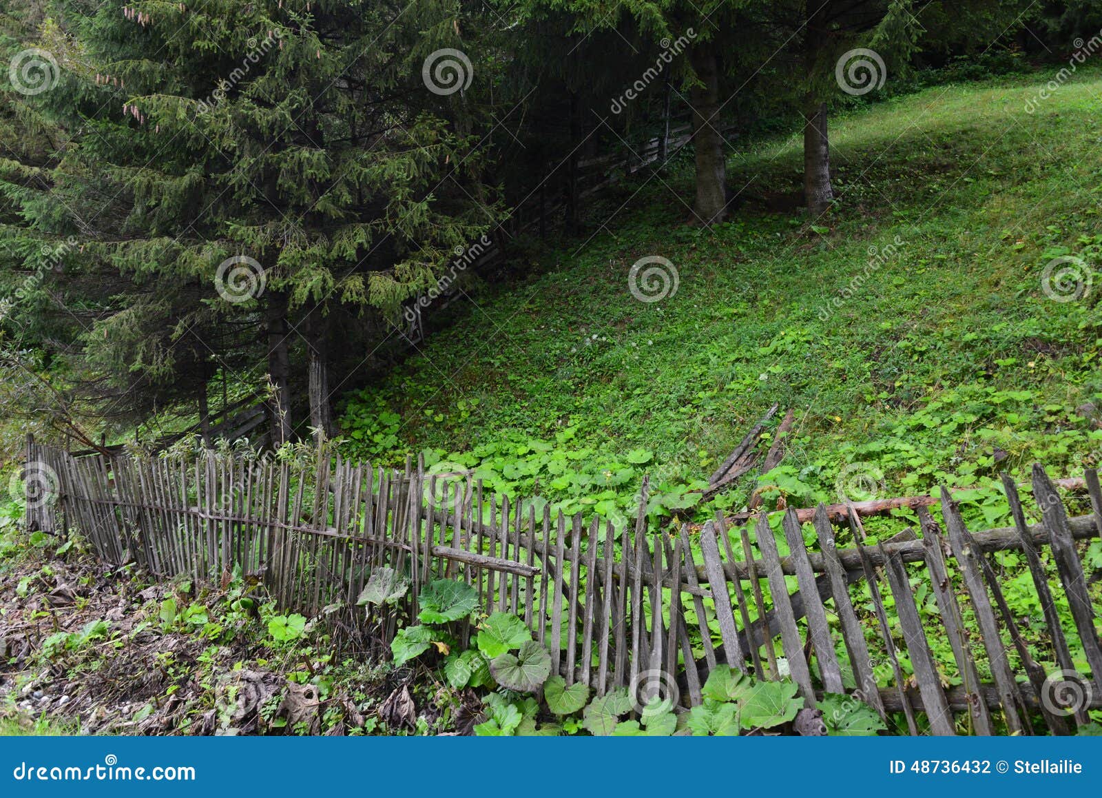FENCED LAND stock photo. Image of plants, wood, fence - 48736432