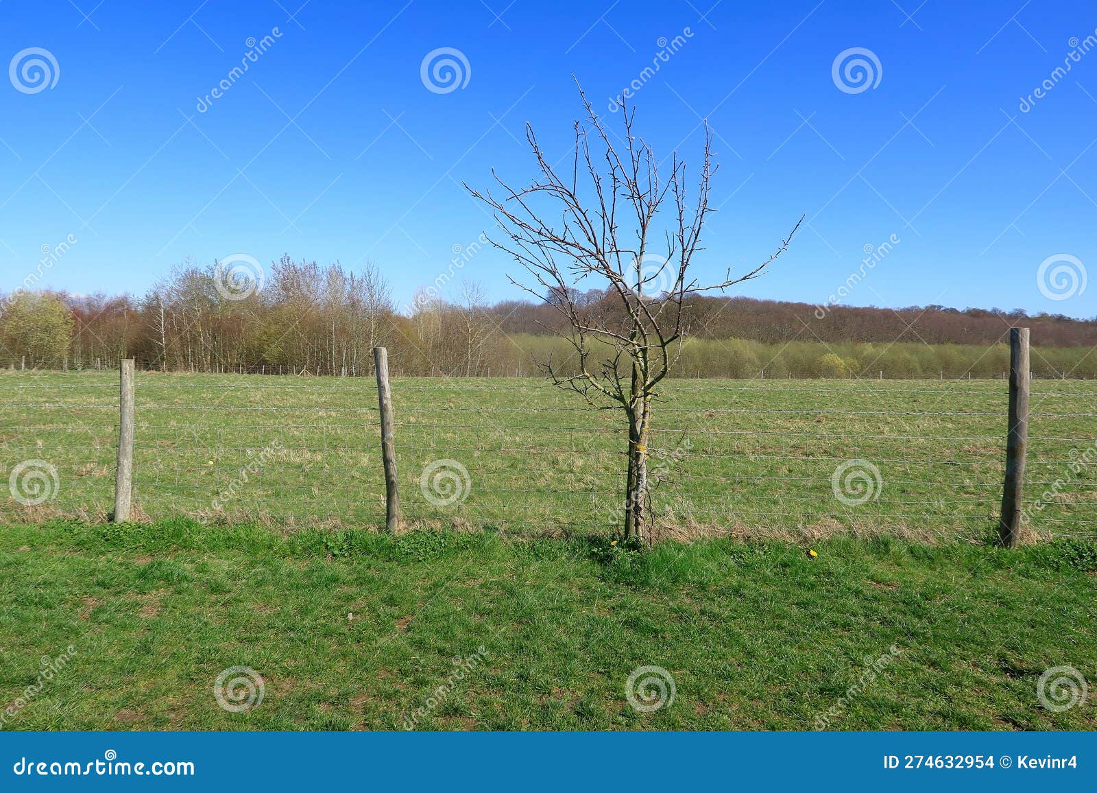 Fenced Off Field and a Thorny Tree Stock Photo - Image of picturesque ...