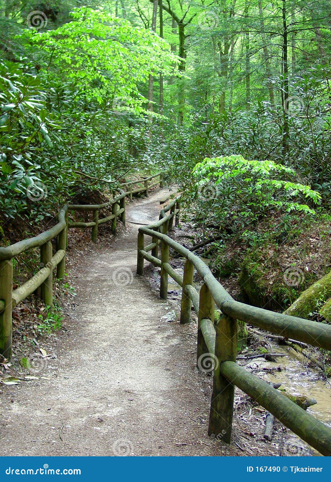 Fenced pathway stock photo. Image of forest, green, rural - 167490