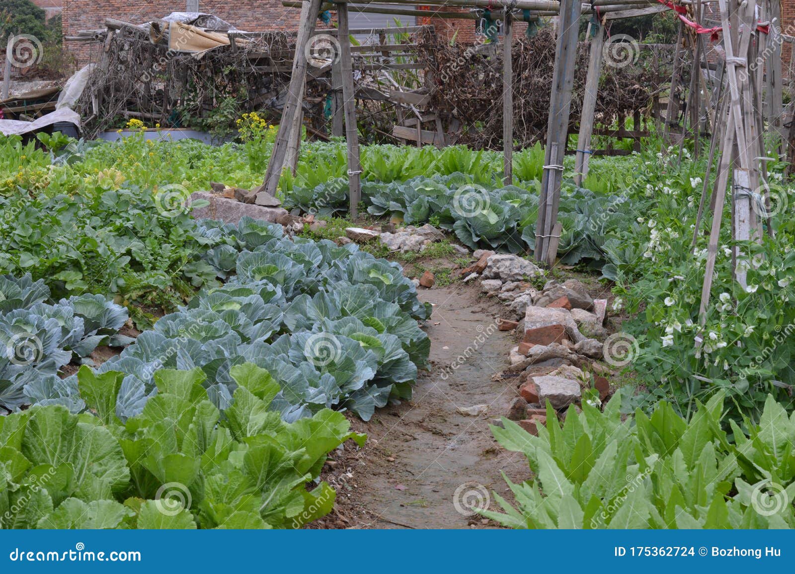 A Fenced-in Vegetable Field Stock Photo - Image of green, look: 175362724