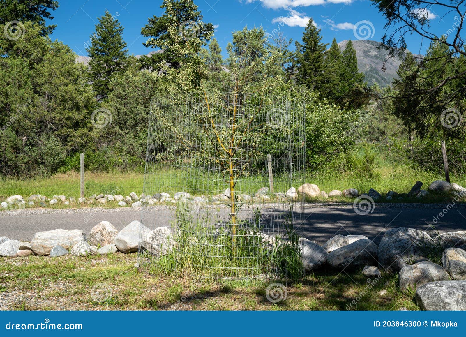 Fencing Around a Tree Sapling To Protect it during Growth Stock Photo ...