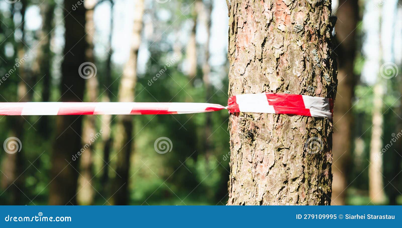 The Fencing Tape is Stretched on a Tree in the Forest Stock Image ...
