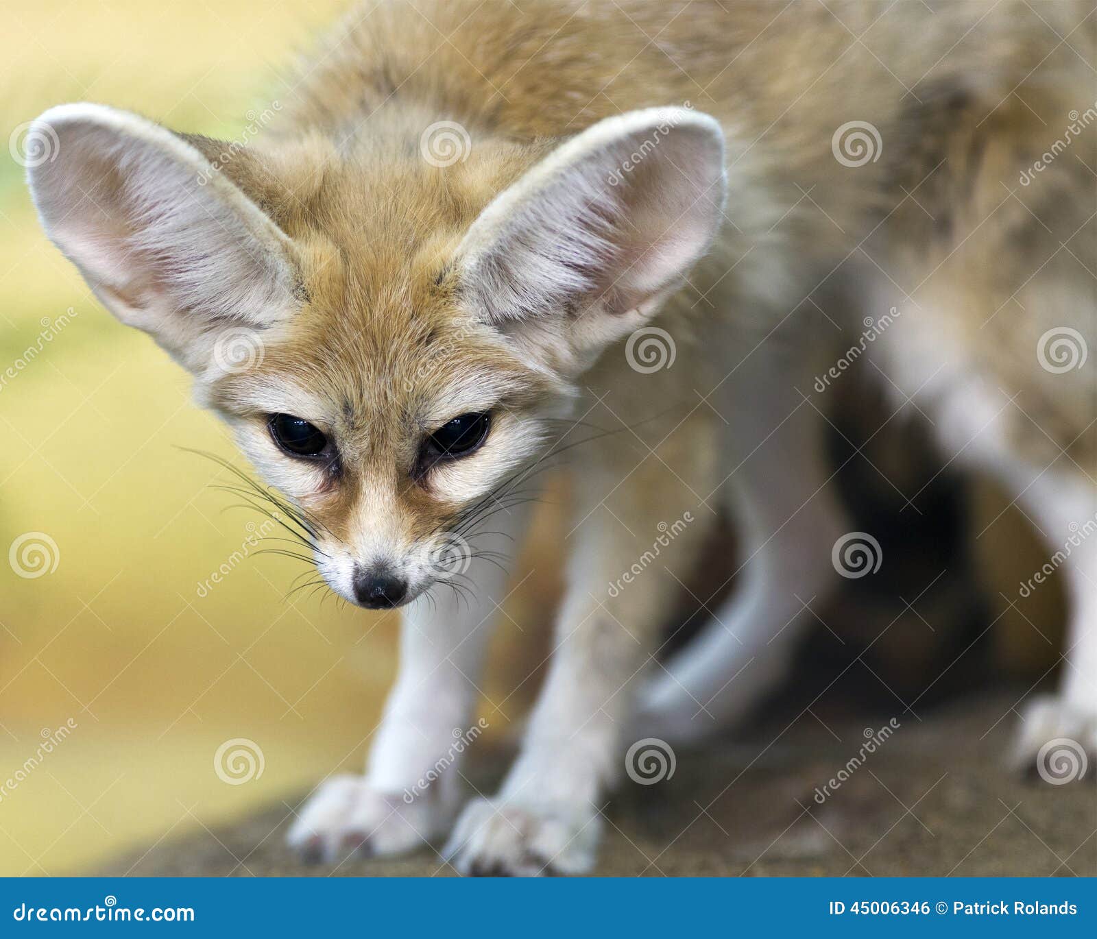 Fenek Fox zdjęcie stock. Obraz złożonej z przyroda, zakończenie - 45006346