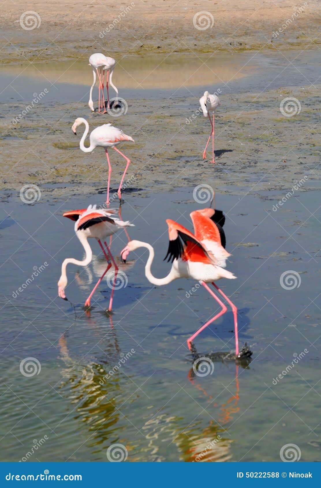 Fenicotteri Con Le Belle Ali Variopinte Aperte Fotografia Stock ...