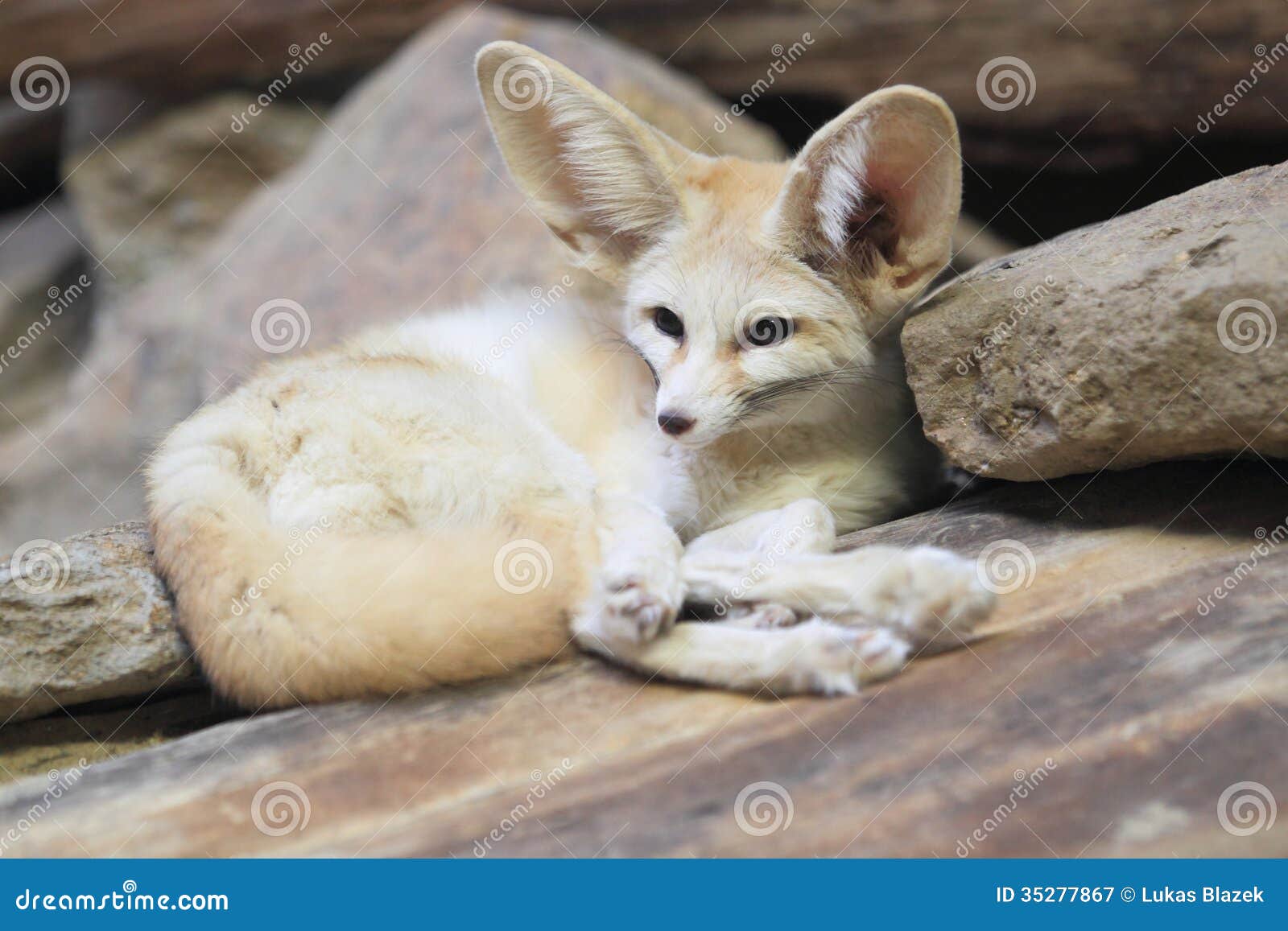 Fennec stock image. Image of mammal, fennec, resting - 35277867