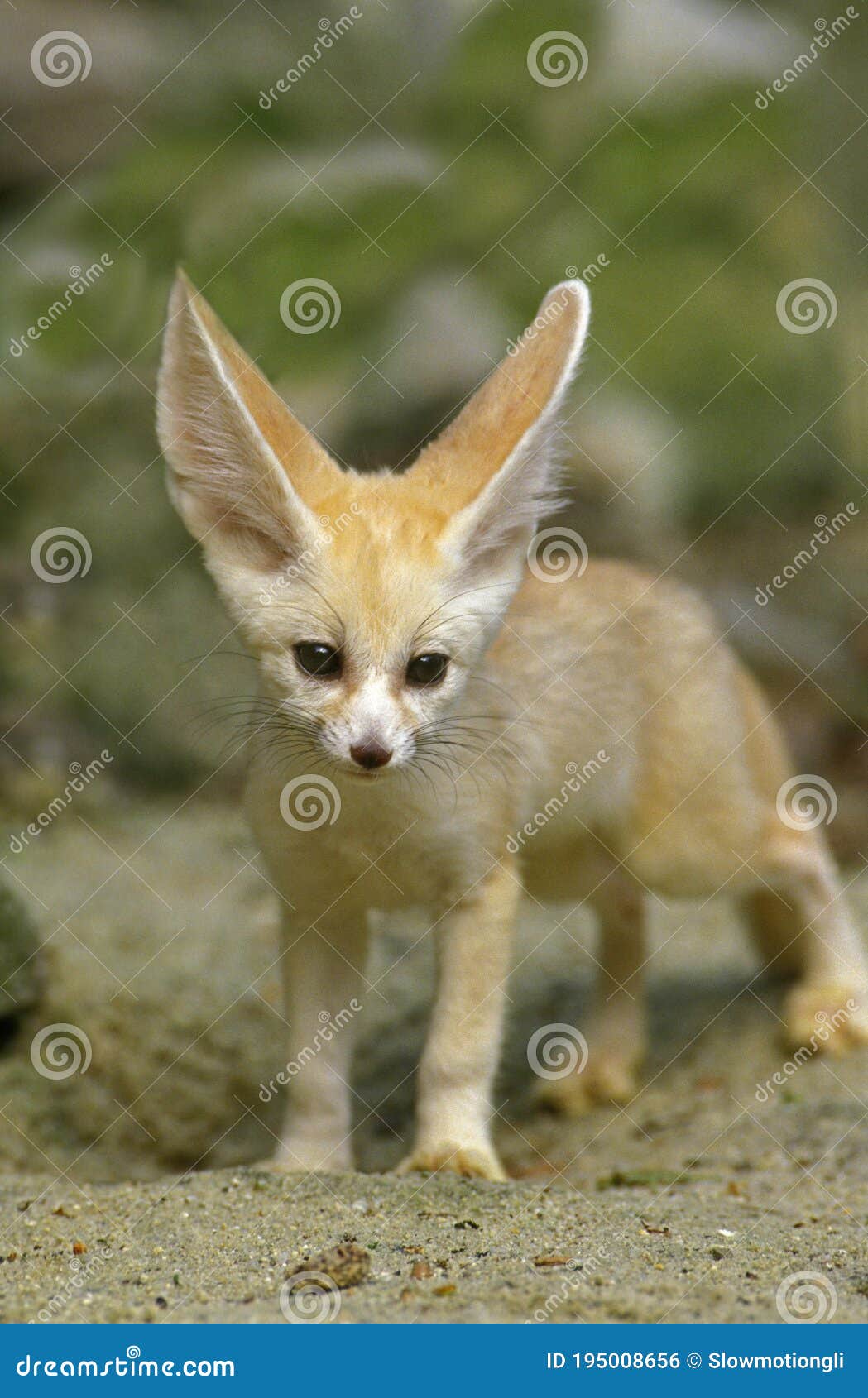 Real Fennec Hare