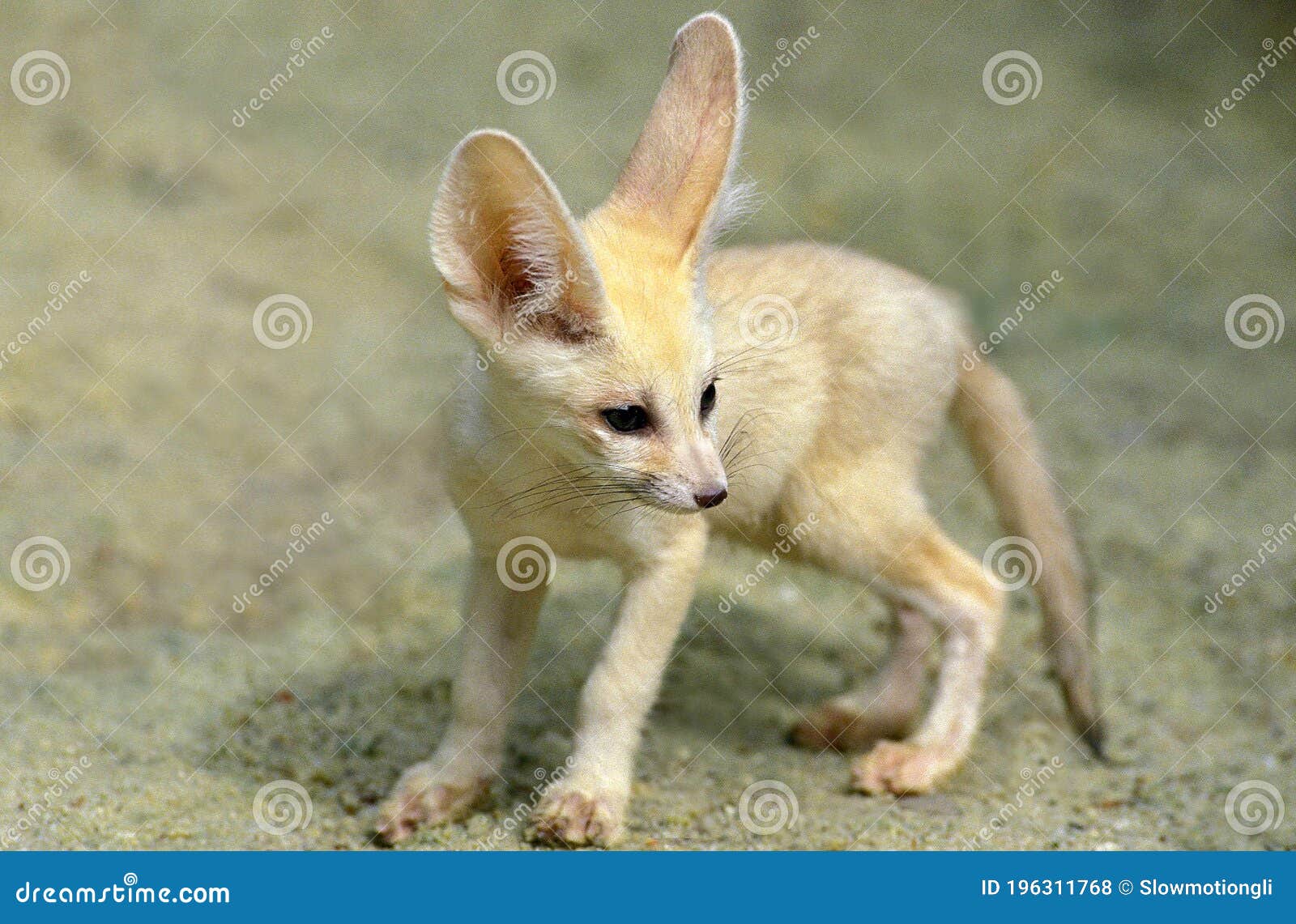 Fennec or Desert Fox, Fennecus Zerda, Cub Stock Photo - Image of length ...