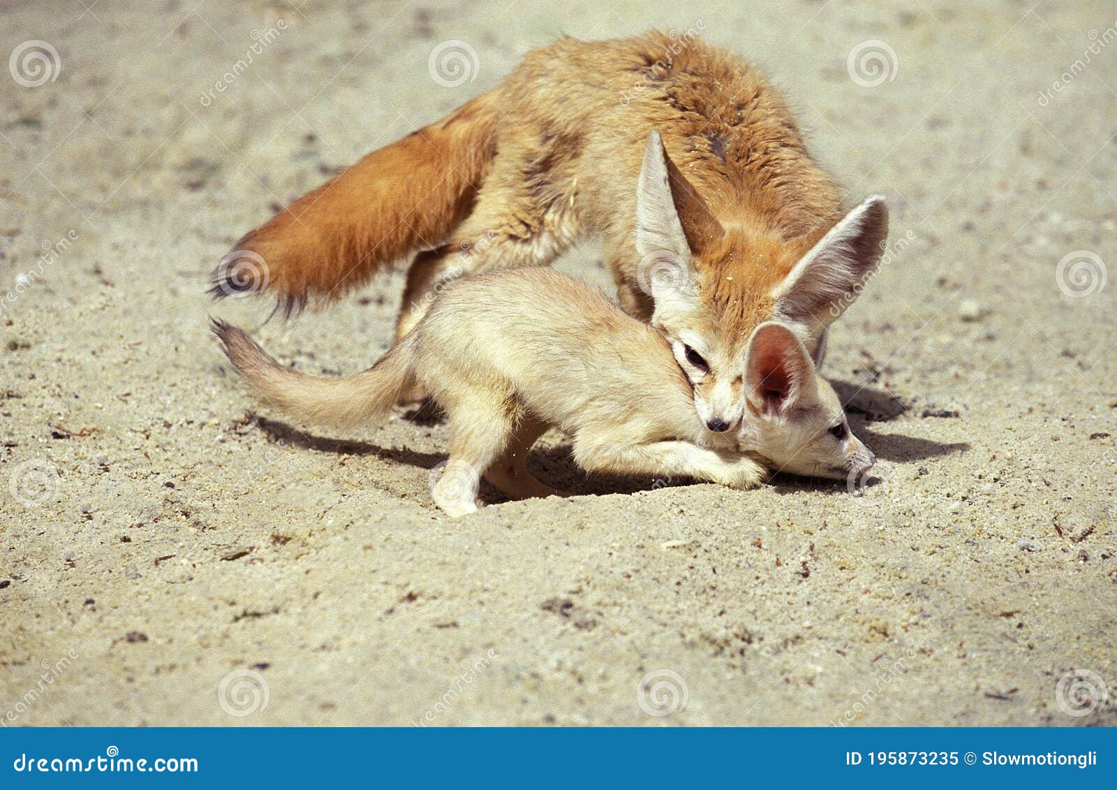 Fennec or Desert Fox, Fennecus Zerda, Female Carrying Young by Neck ...