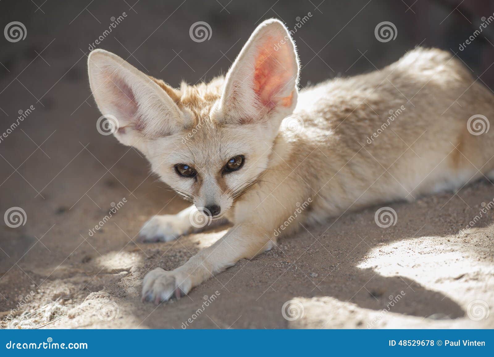 Fennec Desert Fox Lying Down Stock Photo - Image of desert, sandy: 48529678