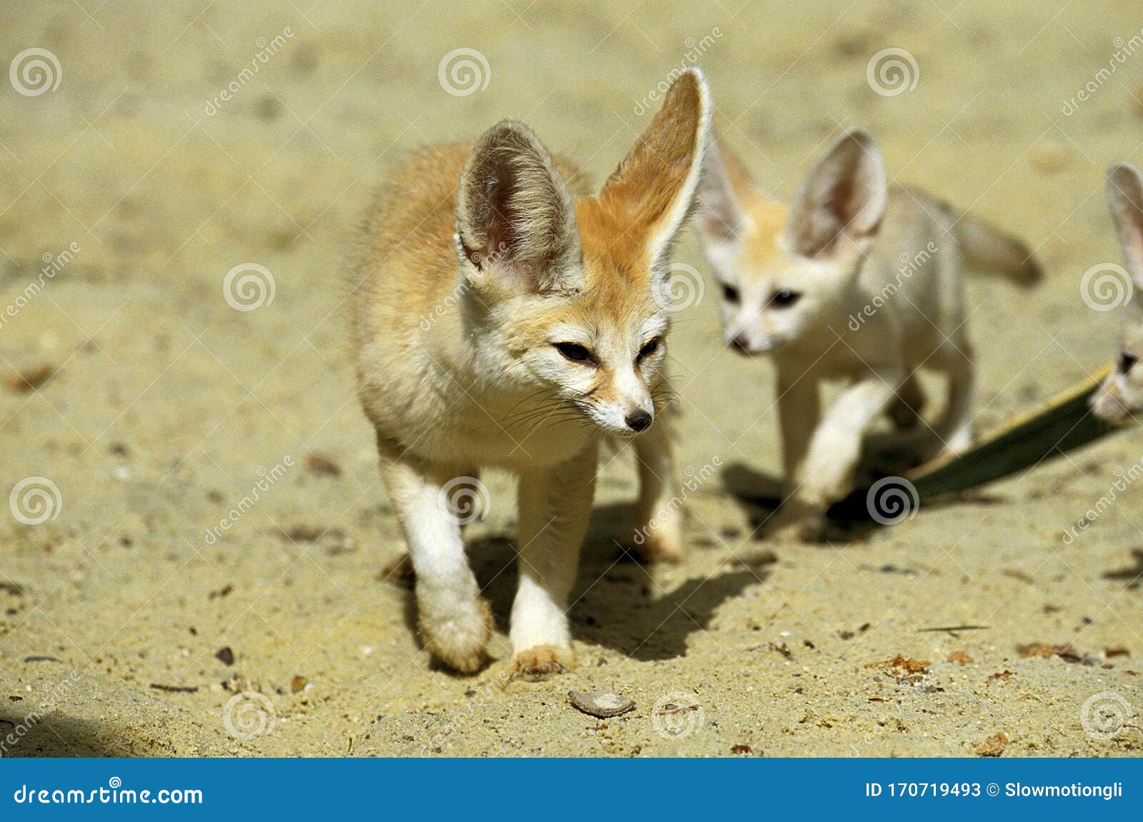 Real Fennec Hare