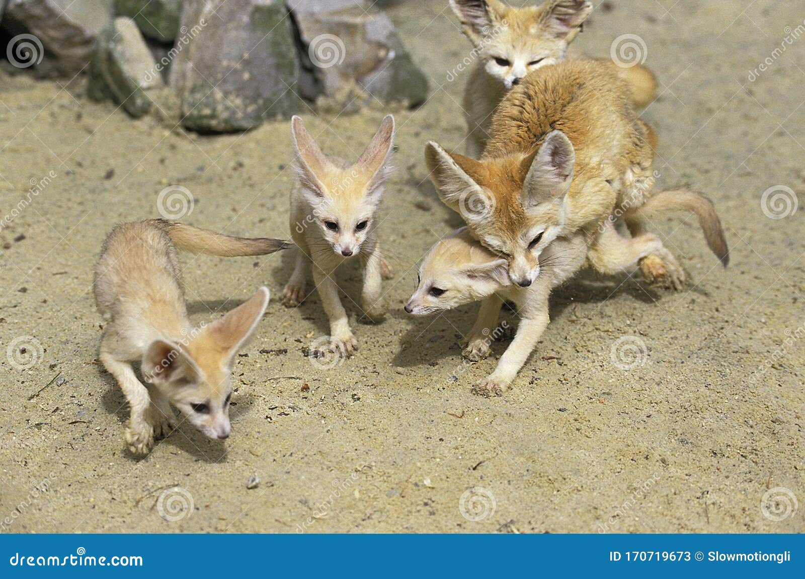 FENNEC fennecus zerda stock image. Image of carnivore - 170719673
